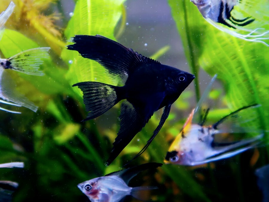 Black Angelfish Freshwater