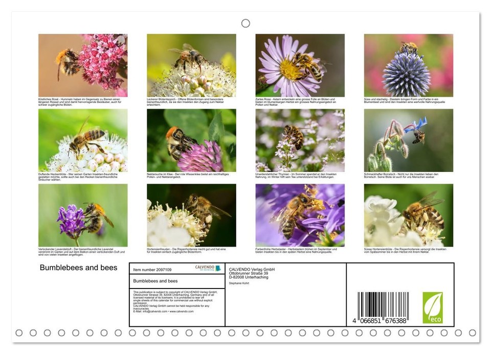 Bumblebees and bees (Monthly Wall Calendar 2026 16.5 x 23.4 (open ...