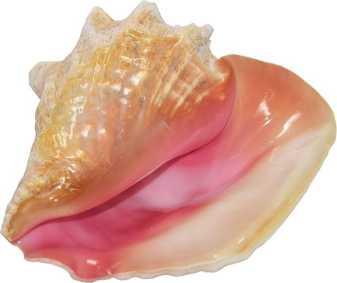 Large Bahama Queen Conch Seashell (Pink) Bahamas Pink Conch Shell 7-9 ...