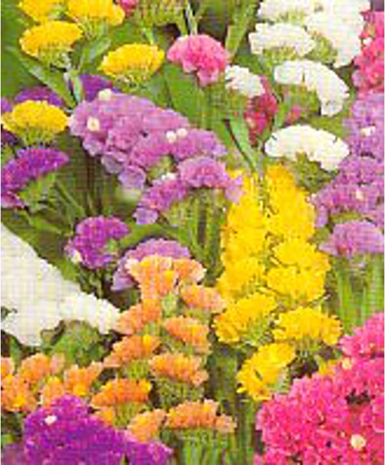 Statice Flowers (Sinuata Rainbow Mixed) Seeds | eBay