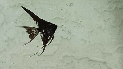 2 ASST'D ANGEL FISH FRESHWATER MAIN ATTRACTION COMMUNITY FISH | eBay