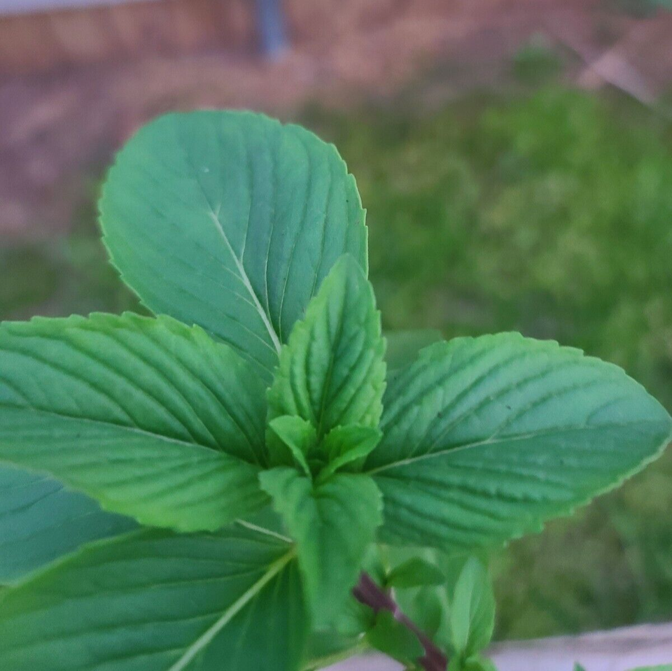 Hung Cay Mint Live Plant Organically Heirloom | eBay