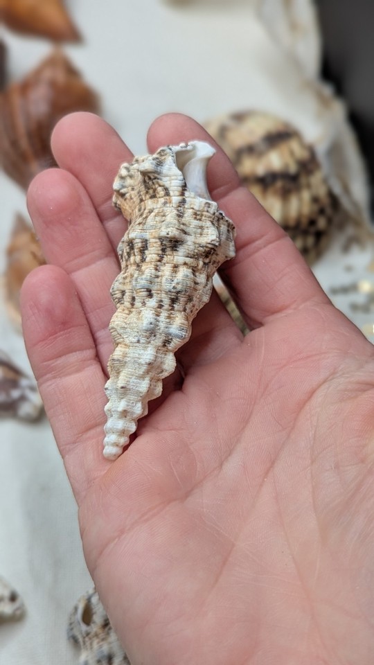 ASSORTED Conch Seashell LOT Med. Sized Conus Straitus Some Rare Shells VINTAGE | eBay