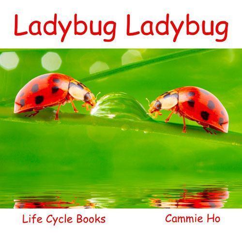 Ladybug Ladybug: Life Cycle Books by Ho, Cammie 9781943241026| eBay