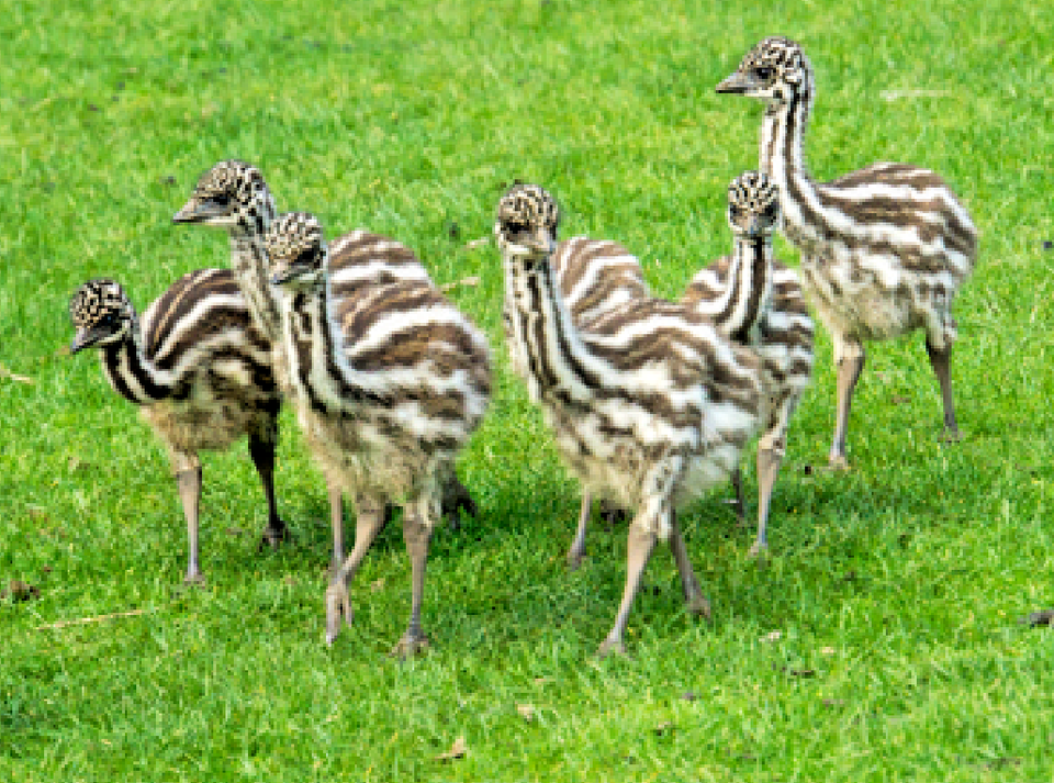 FRESH FERTILE EMU HATCHING EGGS USPS PRIORITY MAIL SHIPS WITHIN 24HR ...