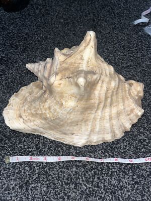 Conch Sea Shell Natural Horn Sea Shell Nautical Ocean Home Decor ...