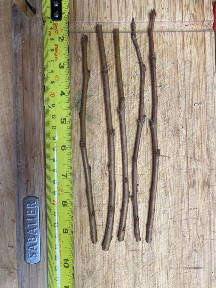 Fruit Tree Cuttings/scion Wood Apple/plum/peach/fig/cherry/mulberry ...
