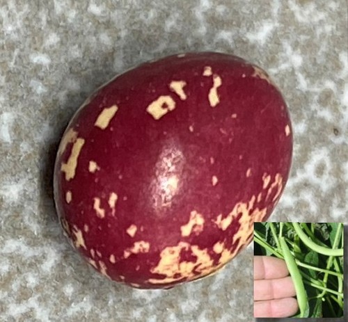 Rare Bean ANTO NEARLY ROUND - 8 Seeds Tassie Organic Heirloom dry beans ...