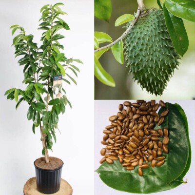 10+ Soursop Seeds Guanabana Graviola Seeds Annona Muricata Sweet ...