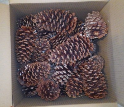 Florida Southern 3"-5" Pine Cones 12"x12"x12" Box 35-40 Natural ...