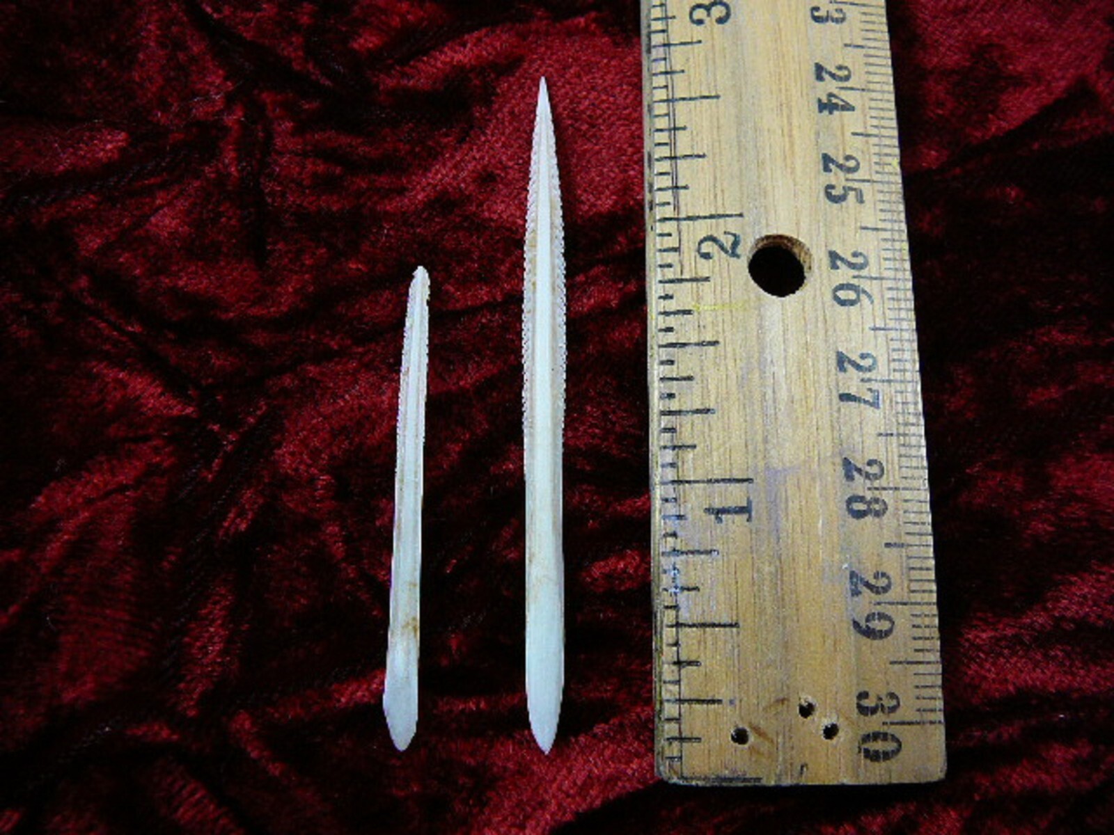 (f352-22) small 1-1/2" Stingray Ray barbs modern Himantura chaophraya ...