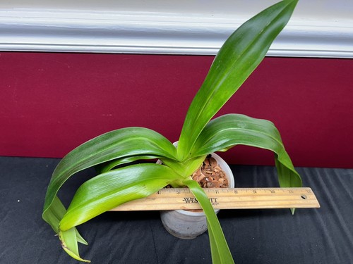 Phragmipedium Incan Treasure (longifolium x kovachii) Blooming Size | eBay