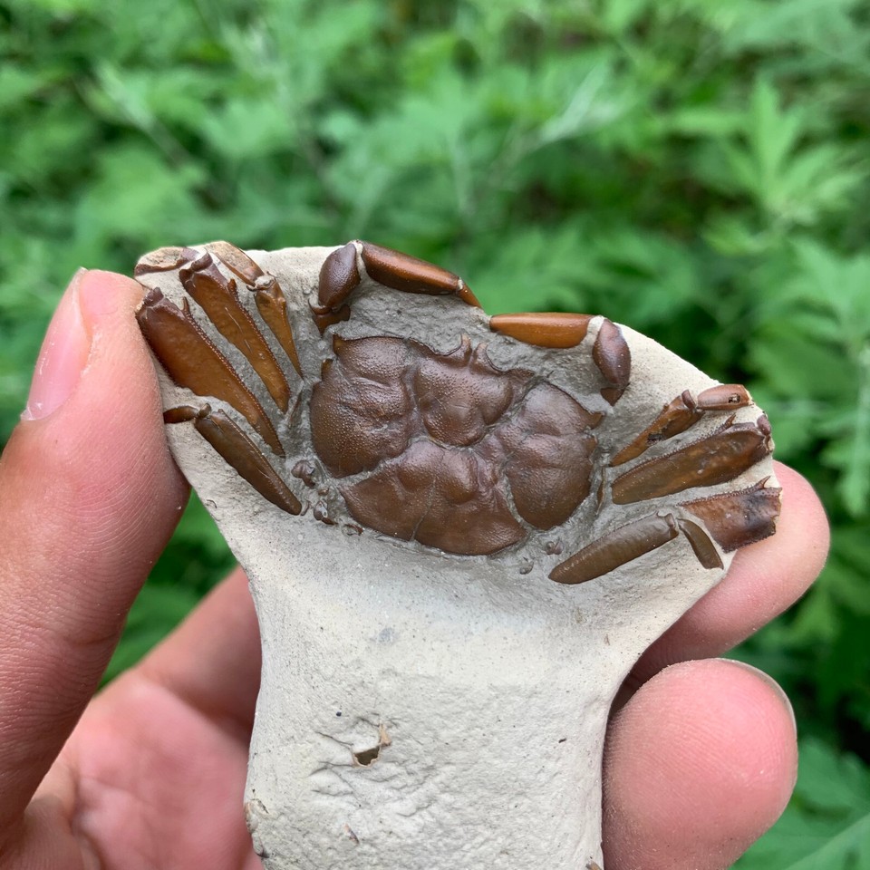 Jurassic Period Perfect Crab Fossil Dinosaur Age | eBay