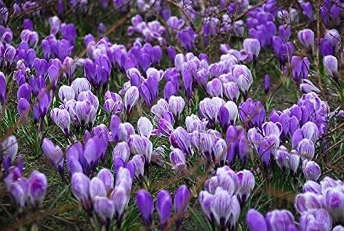 Blue Moon Crocus Mix Vibrant Purple and Blue Blooms 10 Large Bulbs to ...