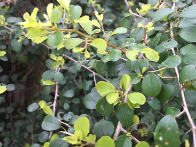 Katupila Securinega Leucopyrus Gangrene Healing Herb Diabetic Wound ...