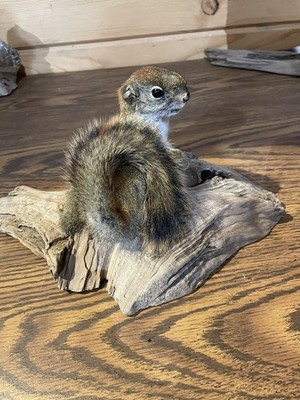 New Taxidermy Standing Squirrel Mount Novelty Decor. Very Cute! 12 By 6 ...