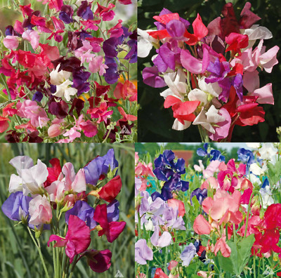 Landscaper's Pack SWEET PEA MIX Flowers Fragrant Climbing Vine Non-GMO ...