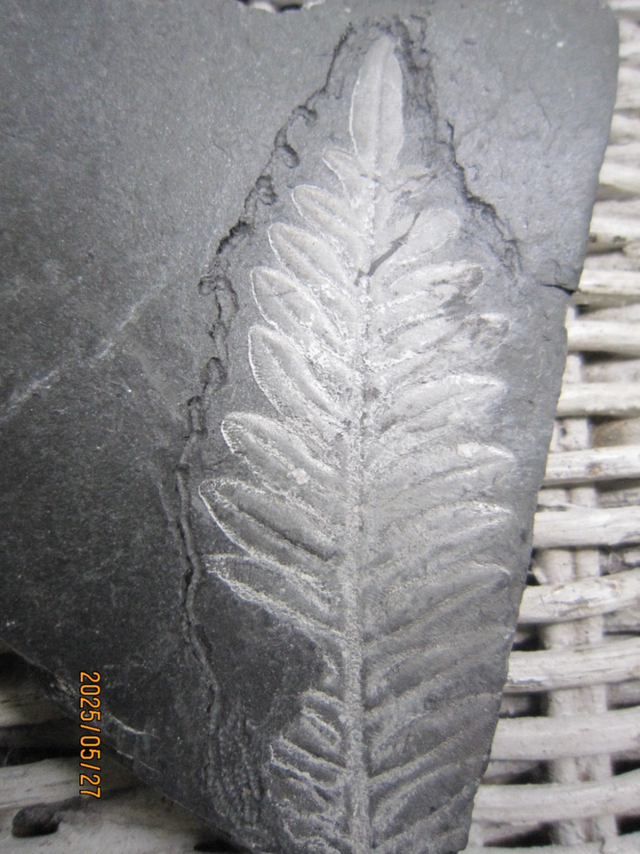 Two Extinct Fossil Fern Plants on shale, St Clair Carboniferous 300 ...