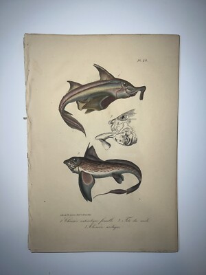 Fish Plate 28 Lacepede 1832 Hand Colored Natural History Chimera | eBay