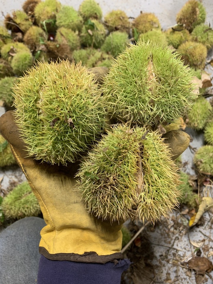 Dunstan Chestnut Tree Seedling (Lot of 4 High Quality Bare-Root ...