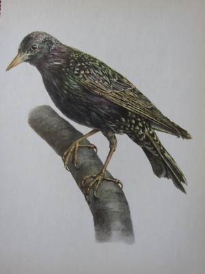 BEAUTIFUL VINTAGE BIRD PRINT ~ THE STARLING | eBay UK