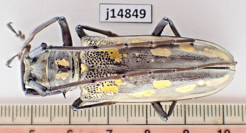 j14849. Insects, Cerambycidae sp. Vietnam. Lam Dong. A- | eBay