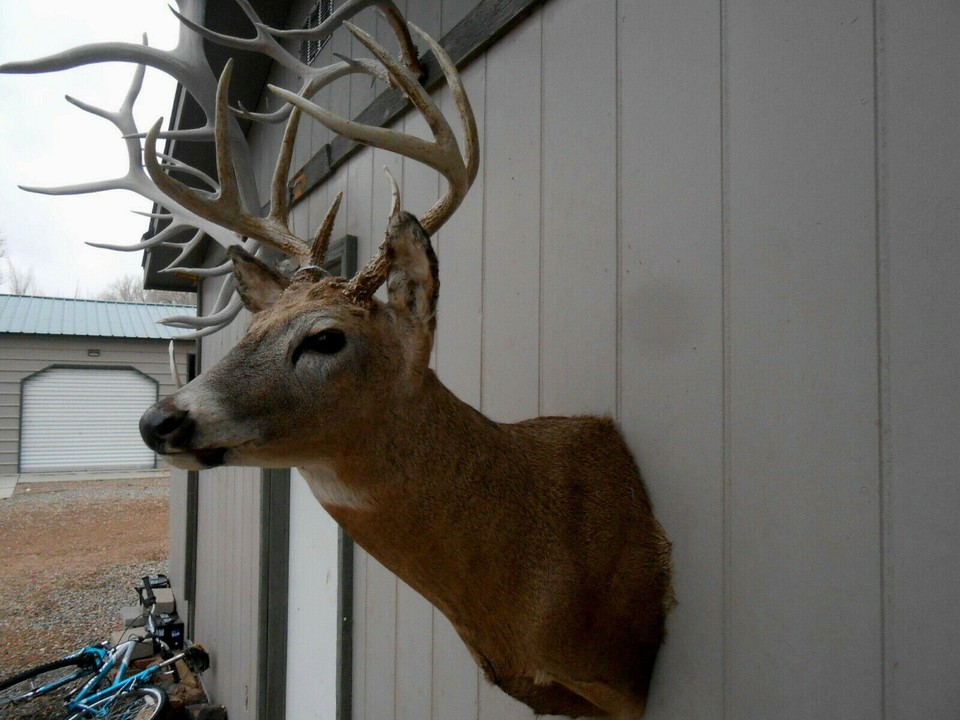 4x4 WHITETAIL DEER SHOULDER MOUNT Antlers READY TO HANG mule mount elk ...