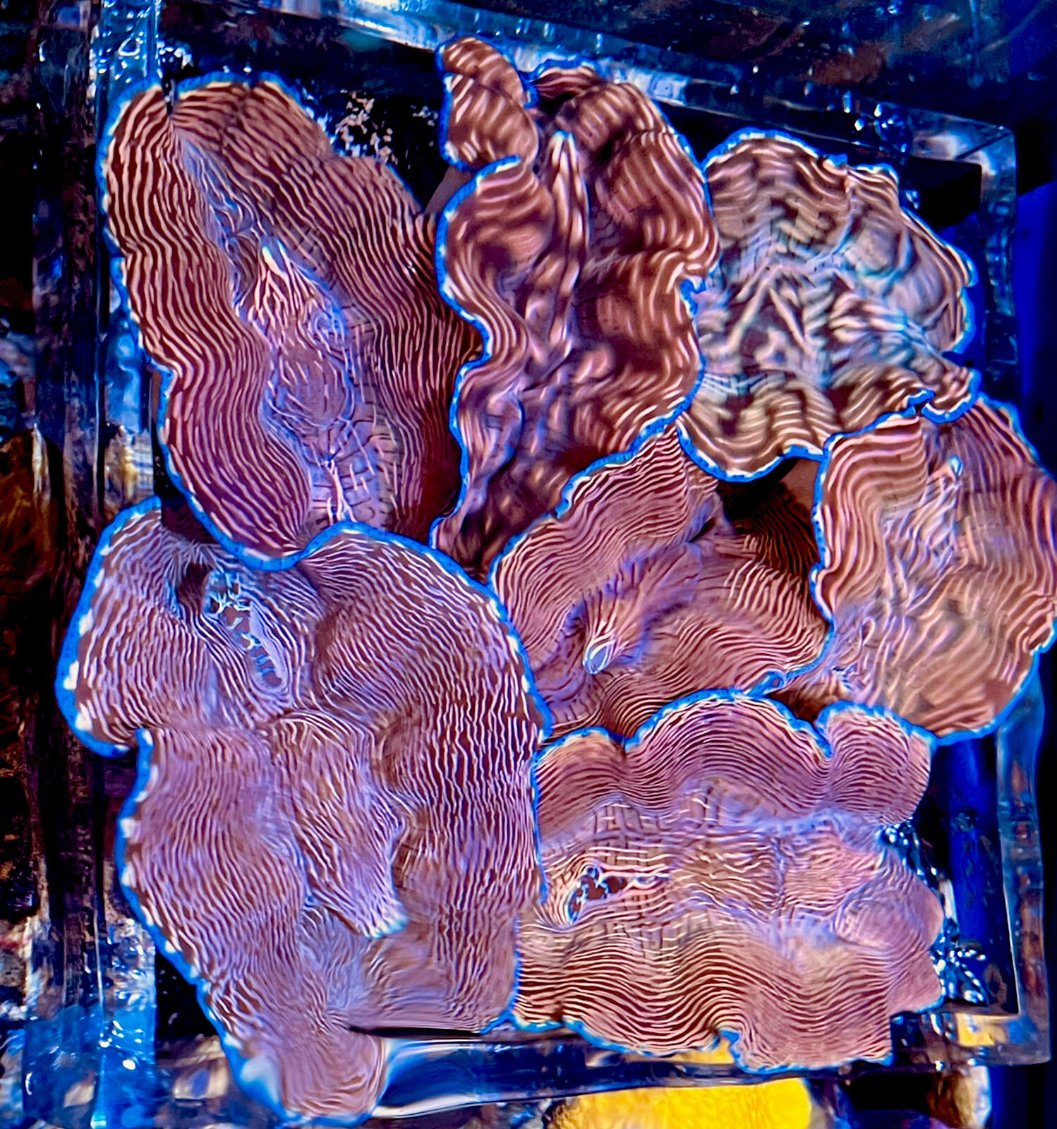 Blue Lip derasa clam 2.5-3” aqua-culture Tridacna Clams | eBay