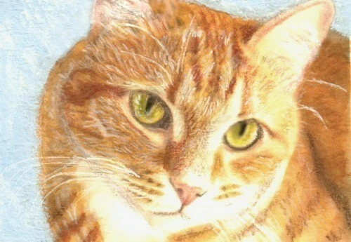 Orange Tabby Cat Drawing