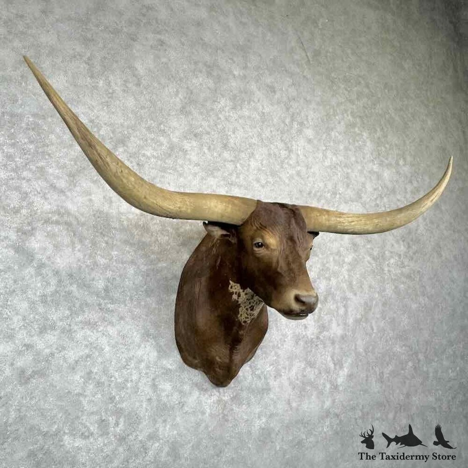 #31074 WC | Longhorn Steer Taxidermy Shoulder Head Mount For Sale ...