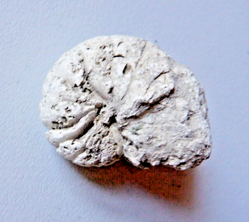 Rare Eocene EUTREPHOCERAS CAROLINENSIS Fossil NAUTILUS Seashell Castle ...