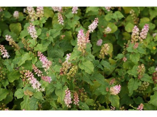 pigeonberry, rouge berry (Rivina humilis)—50 seeds ($3.50) | eBay