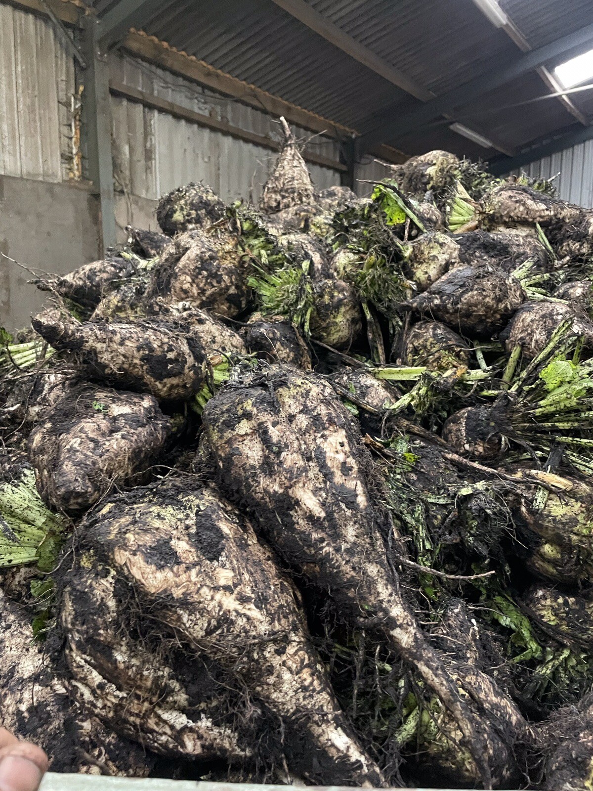 Enermax High Energy Fodder Beet For Cows Sheep Pigs Horses Feed ...