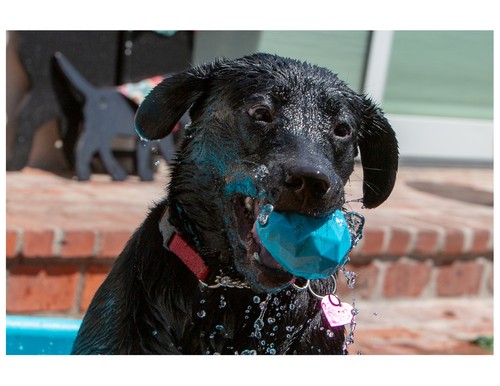 One Dog One Bone Bone Shaped Summer Dog Tub - Blue for sale online | eBay