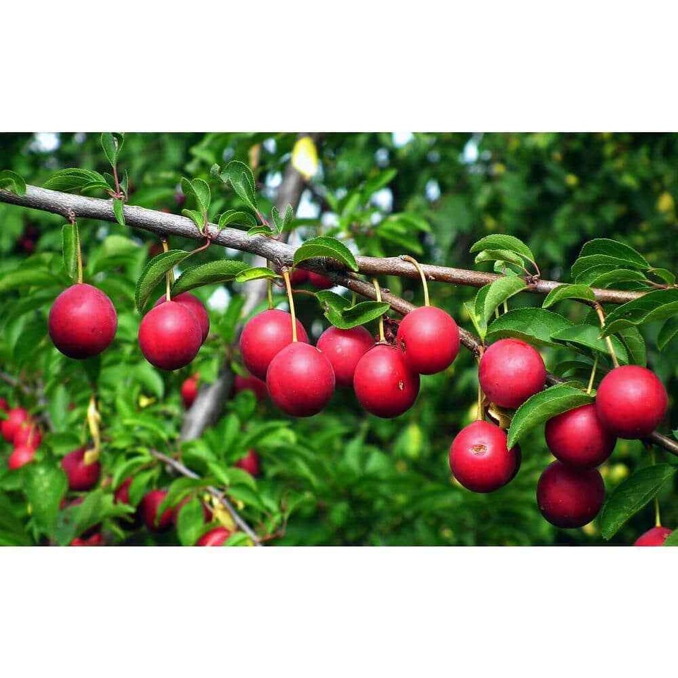 Dwarf Beauty Plum Tree, Self-fruitful, 36" Tall 7445032266285| eBay
