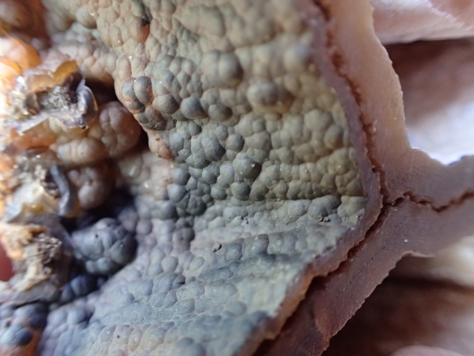 Botryoidal Fossil Coral Geode GA Agate Druzy Fluorescent Specimen Sea ...