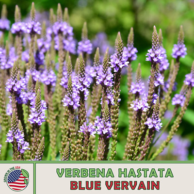 500 Blue Vervain Seeds, Verbena hastata, Bee & Butterfly Attractor ...