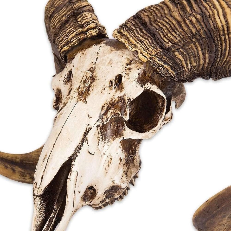 Bighorn Ram Head Sheep Skull Life Sized Rustic Wall Trophy Decor ...
