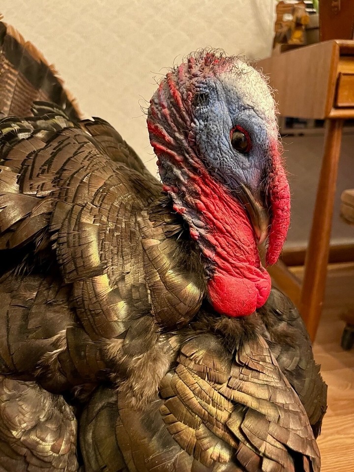 Stunning Trophy Eastern Wild Turkey Tom Taxidermy Mount Maryland ...