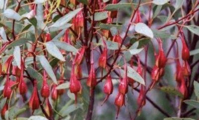 Eucalyptus forrestiana Fuchsia Gum - 25 Seeds | eBay Australia