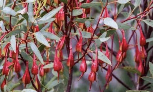 Eucalyptus forrestiana Fuchsia Gum - 25 Seeds | eBay Australia