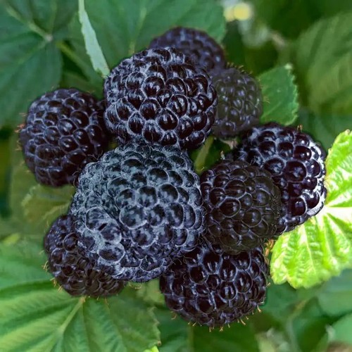Healthy 2 Black Raspberry Thornless Plants Strong Roots Great Flavor ...