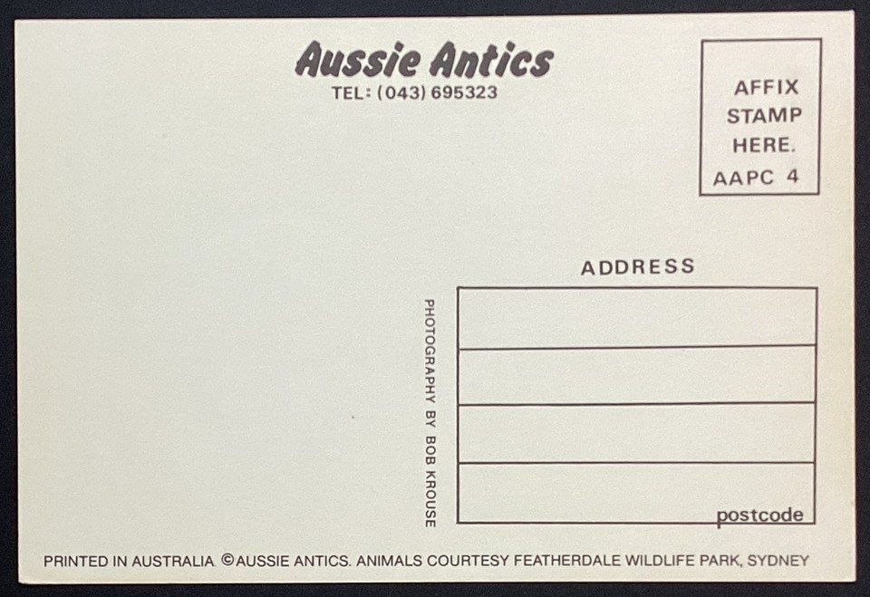 Koala Bears Wish You Were Here Vintage Aussie Antics Postcard Unposted ...