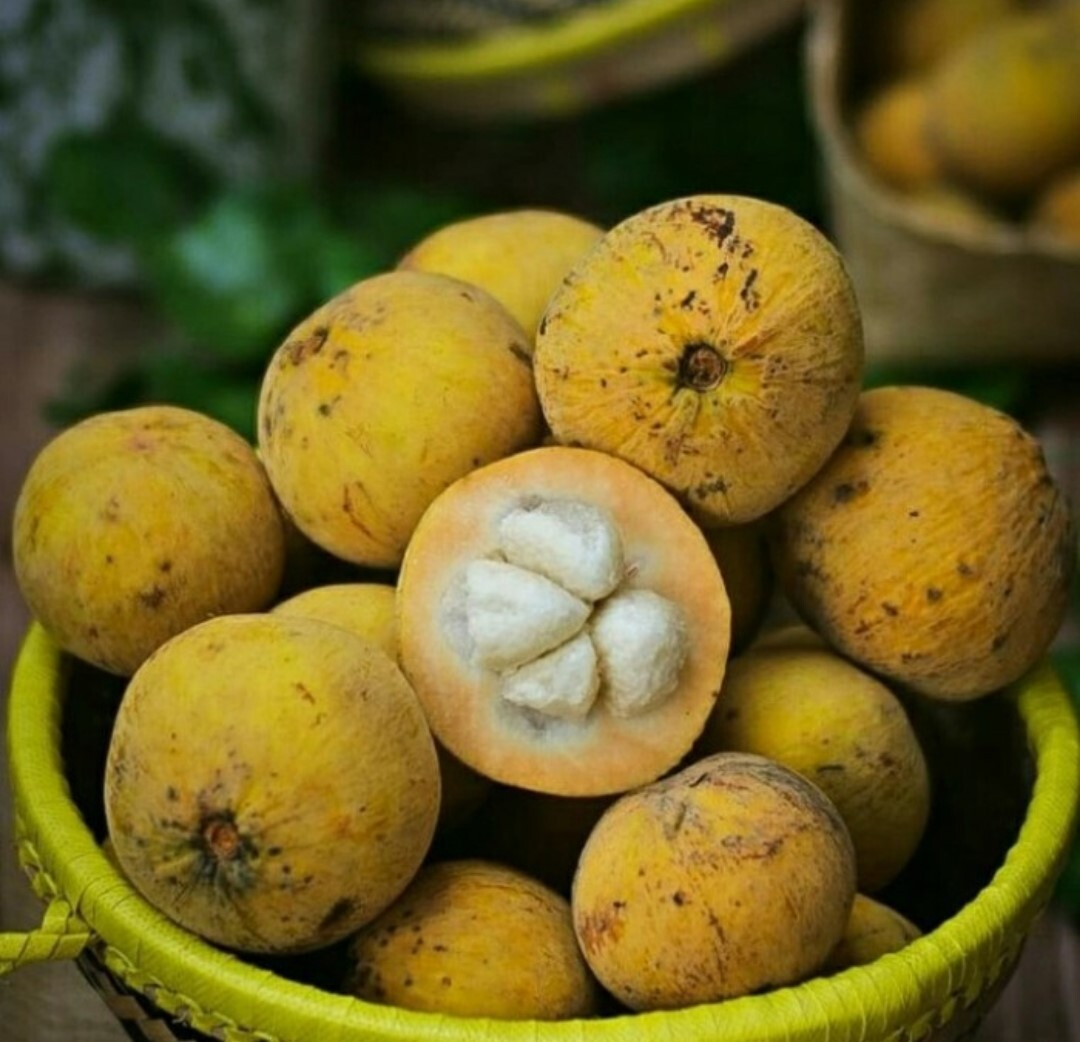 English For Santol Term