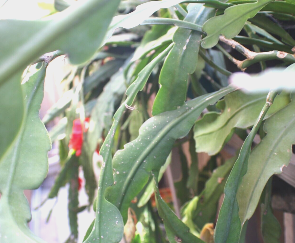 3 Epiphyllum Orchid Cactus Cuttings 8"-12" Mixed color Lily Voodoo ...