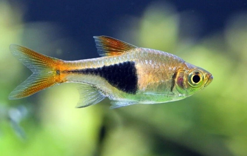 Brilliant Rasbora