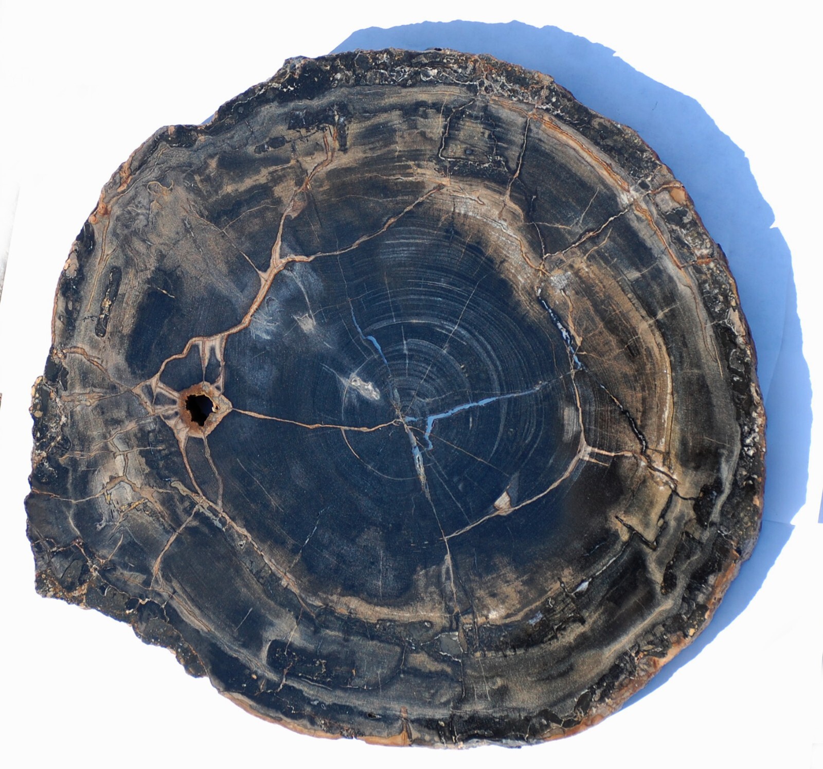 Large, Polished, Sweet Home, OR Petrified Wood Round-Conifer | eBay