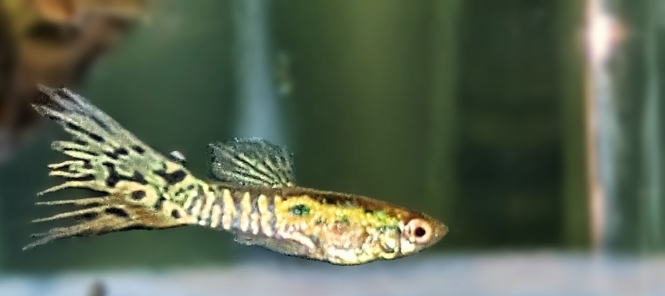 PK Endlers Fancy Guppy/Endlers Hybrids - CHOOSE OPTIONS | eBay