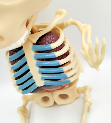 Gummy Bear Anatomy Model 4D Master Baby Gummi Bear Skeleton Model Kit