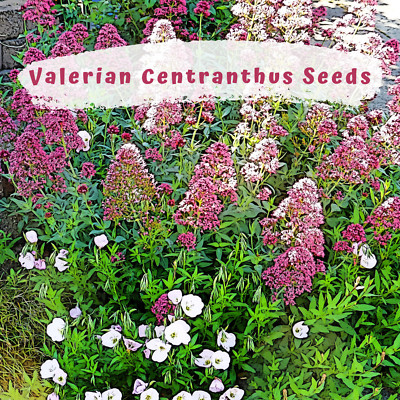 Red Valerian (Centranthus ruber) Jupiter's Beard Flower Seeds | eBay ...